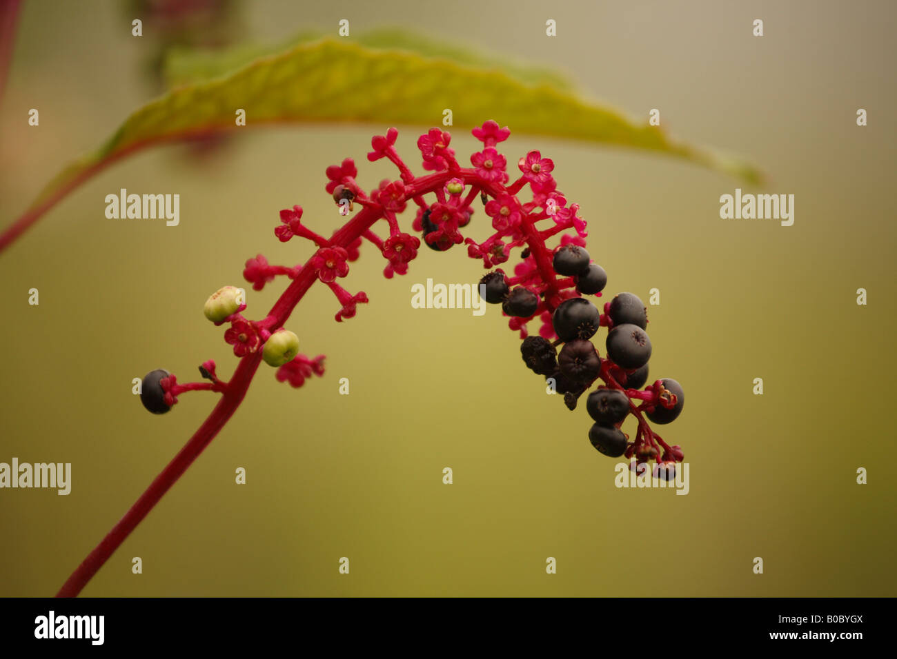 Poke berries hi-res stock photography and images - Alamy
