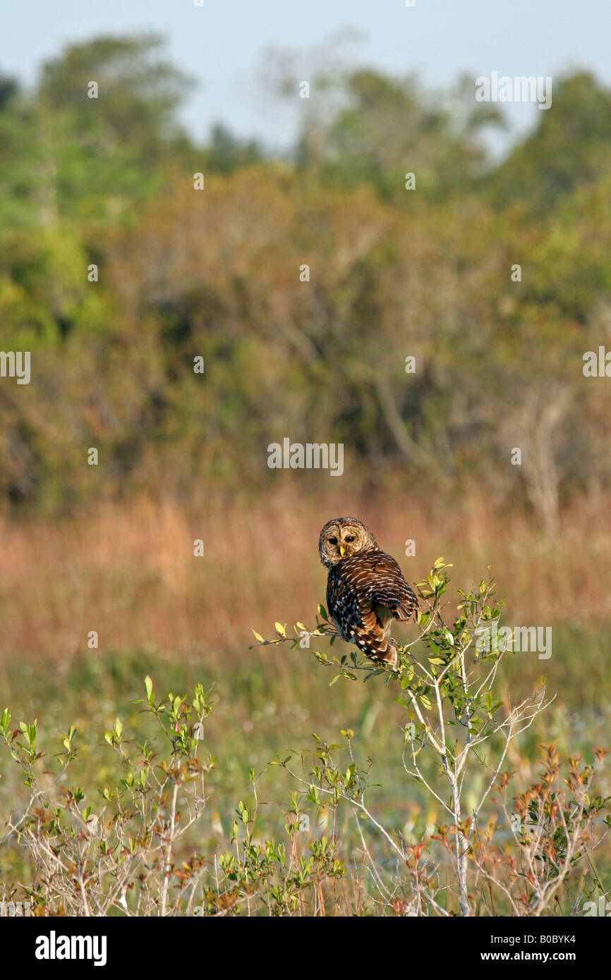 Swamp owl picture hi-res stock photography and images - Alamy