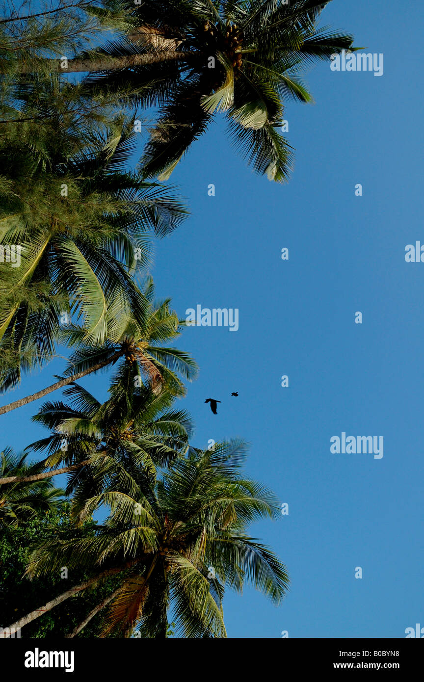 Goa, India. Beach scene. Fishermen. Palolem Beach. Sunset Stock Photo ...