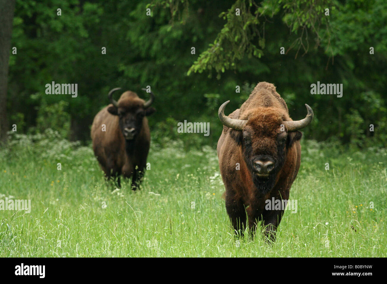 European bisons on a meadow in Bialowieza National Park Stock Photo - Alamy