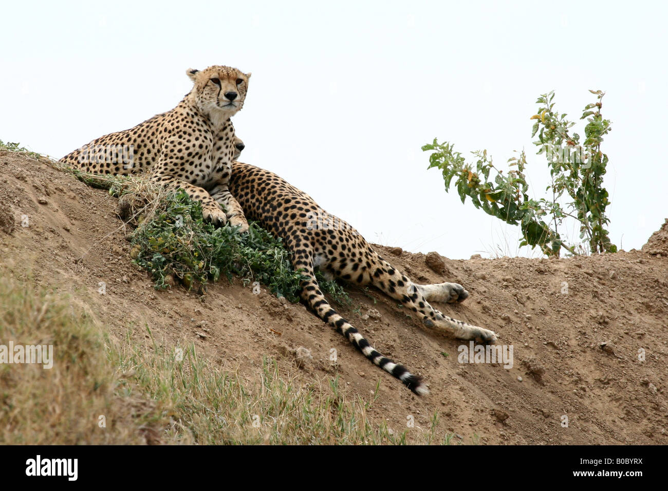 Two lazy cheetahs laying on a hill Stock Photo - Alamy