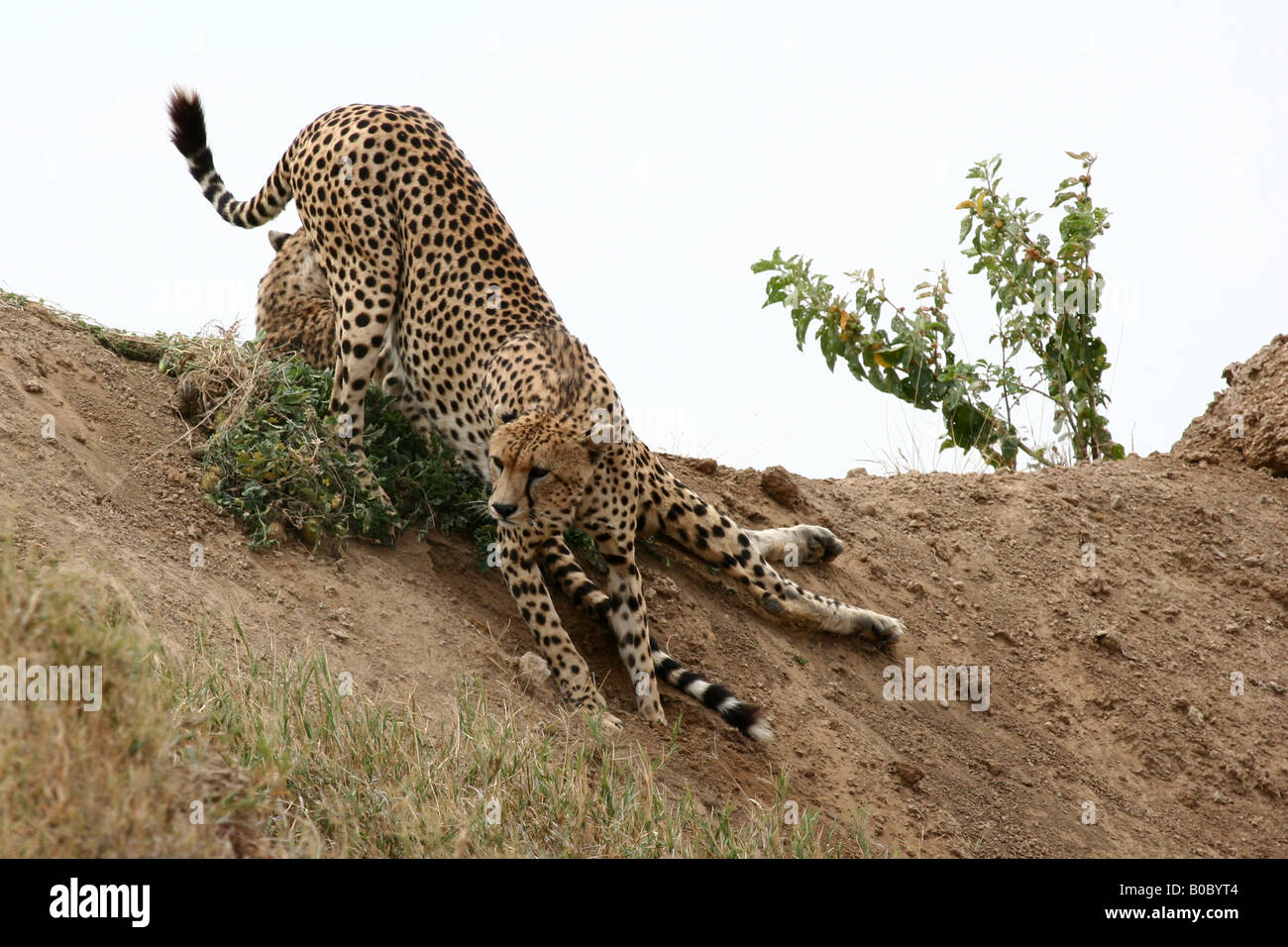 Two lazy cheetahs laying on a hill Stock Photo - Alamy