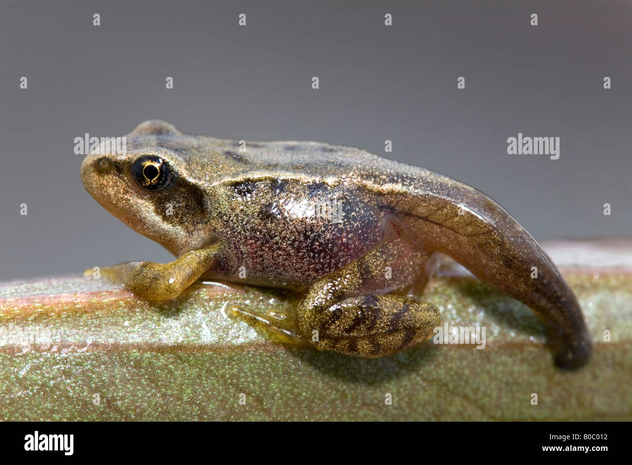 young frog Rana temporaria with shrinking tail spring cornwall Stock ...