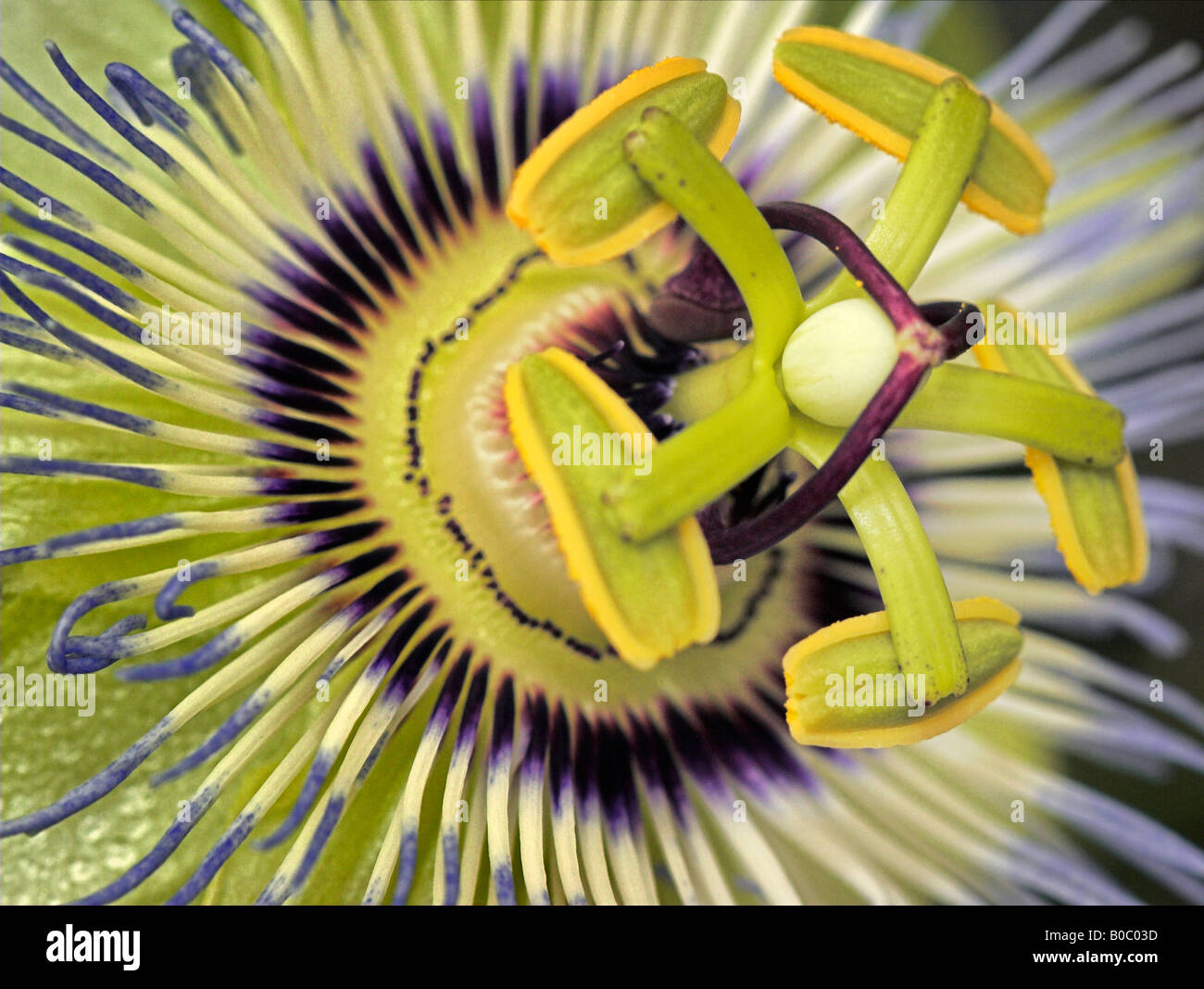 Passion Flower Side View Closeup Stock Photo - Alamy