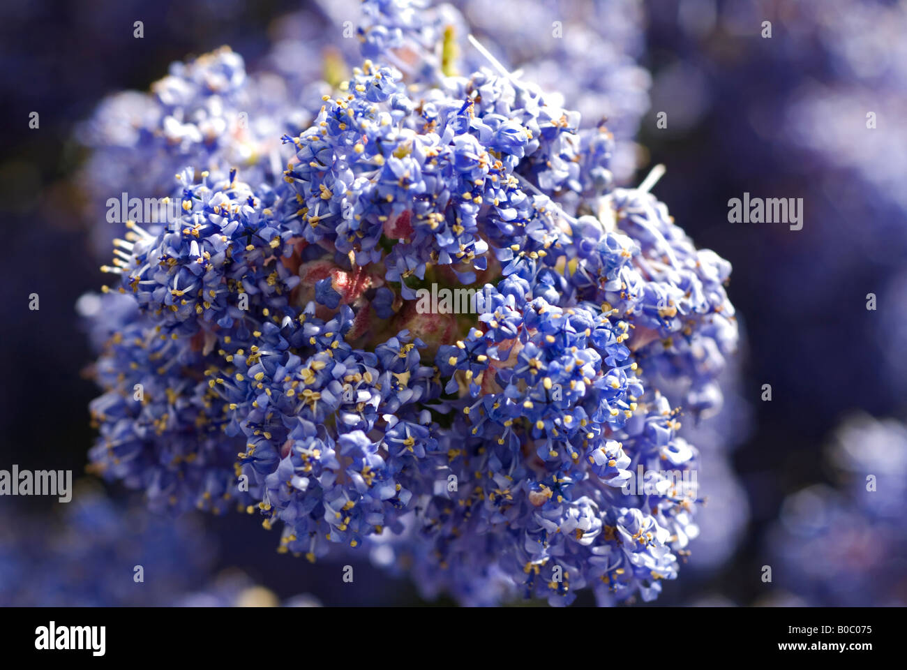 Ceanothus shrub hi-res stock photography and images - Alamy