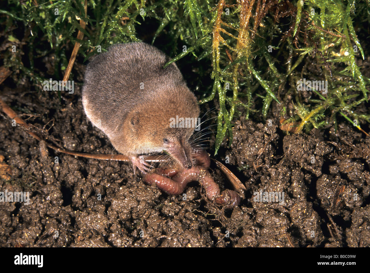 common shrew Sorex araneus with worm Stock Photo - Alamy