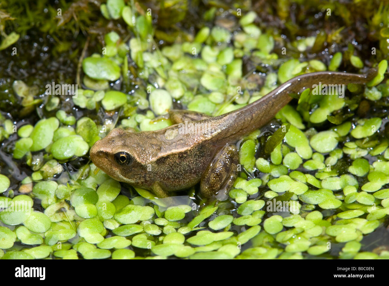 Froglet With Tail High Resolution Stock Photography and Images - Alamy