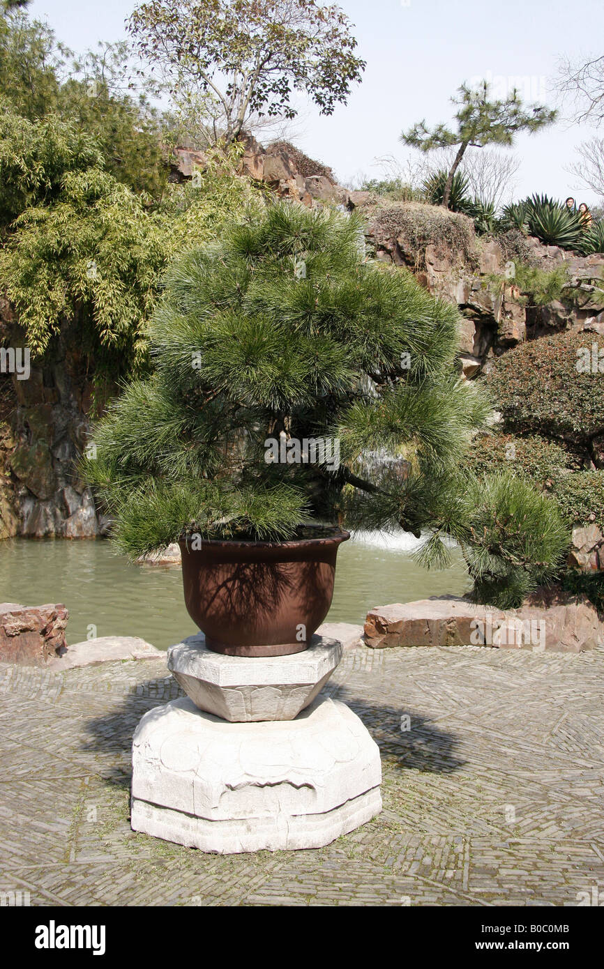 Tree shaping hi-res stock photography and images - Alamy