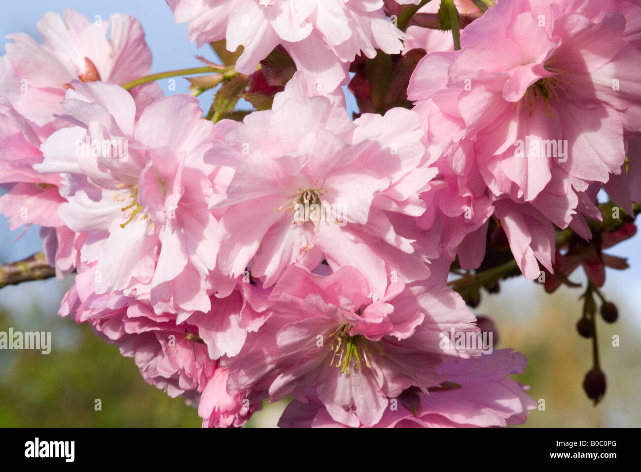 Closeup of Cherry Blossom Flowers in Cherry Tree in a Cheshire Garden ...