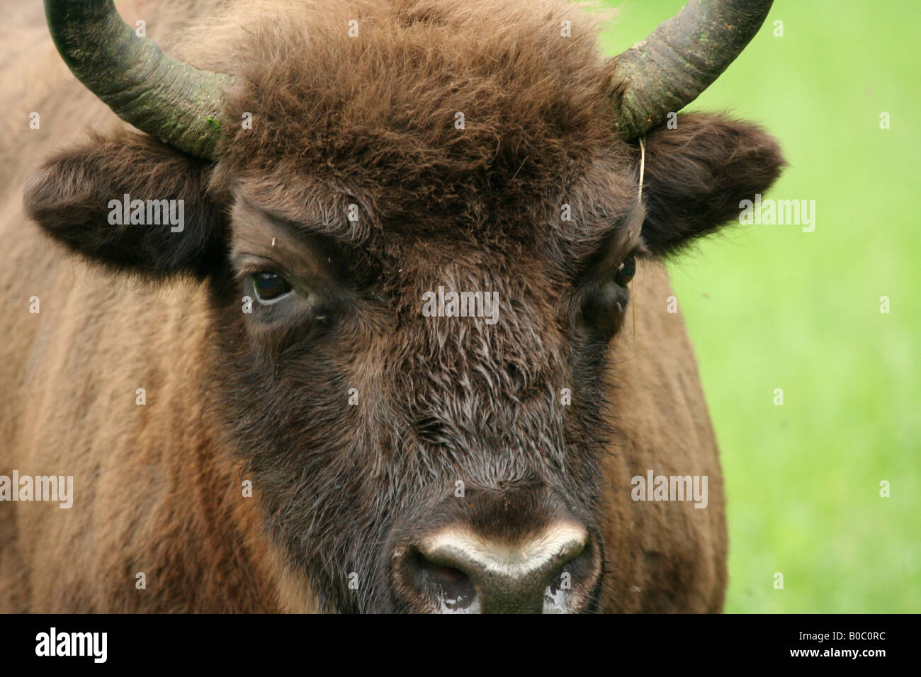 European bison bull in Bialowieza forest Stock Photo - Alamy