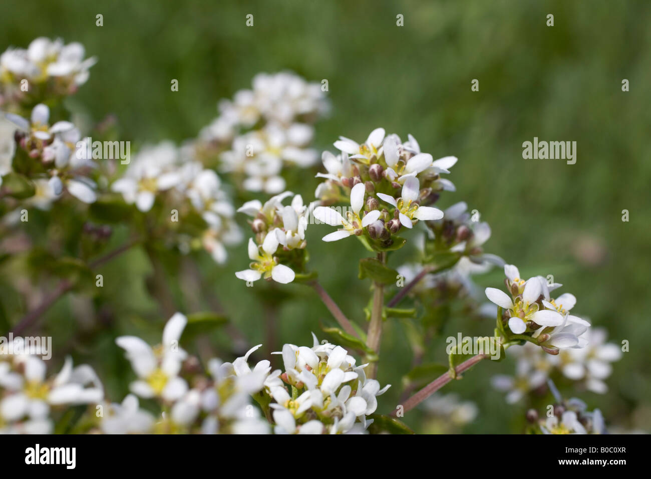 Common Scurvygrass High Resolution Stock Photography and Images - Alamy