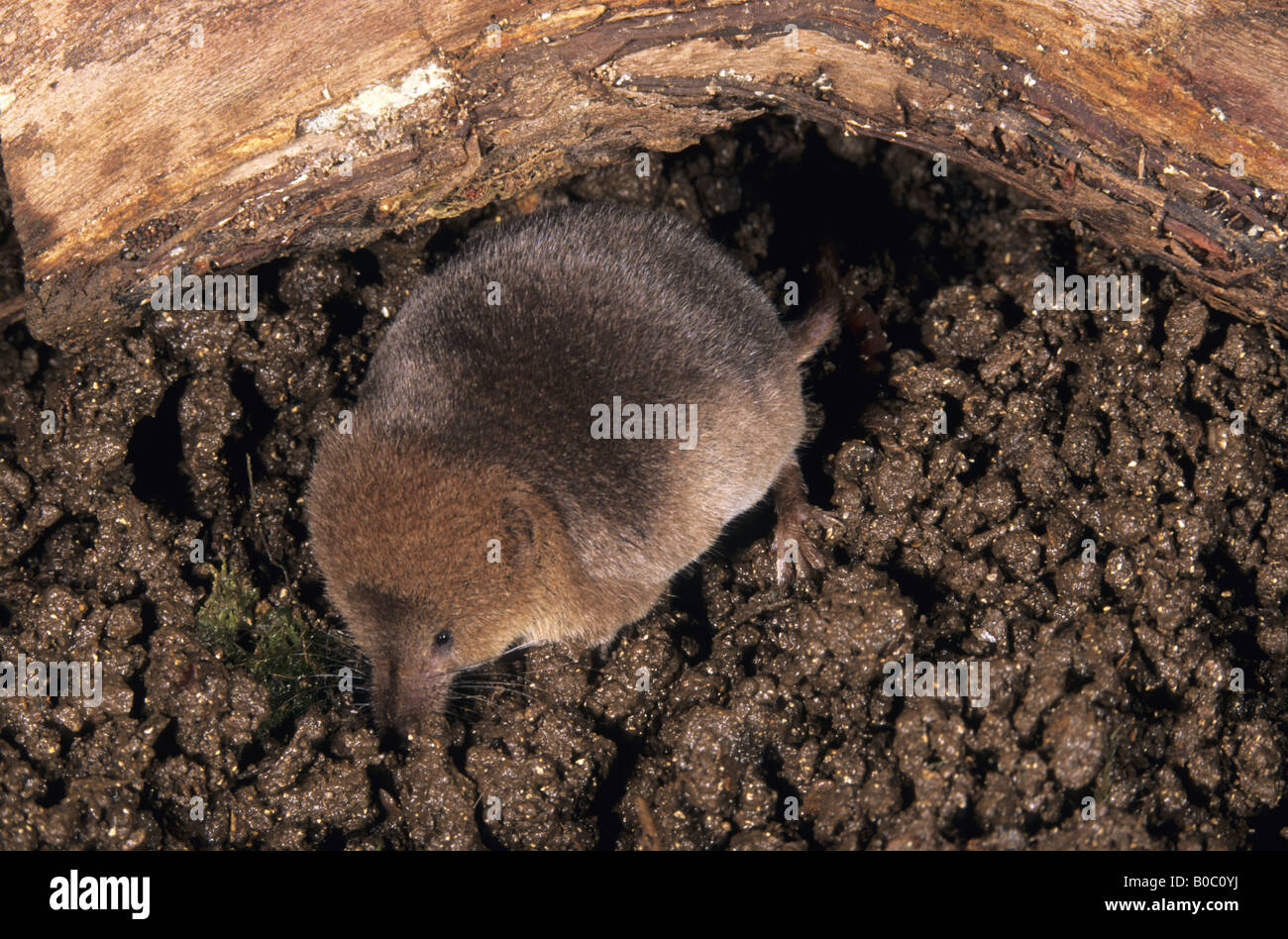 common shrew Sorex araneus Stock Photo - Alamy