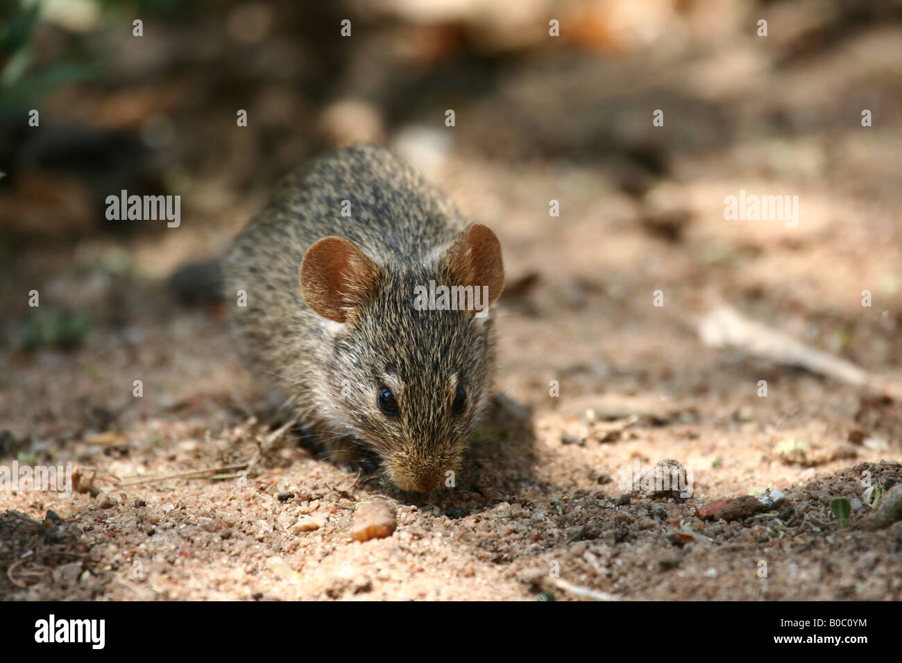A mouse looking for food Stock Photo - Alamy