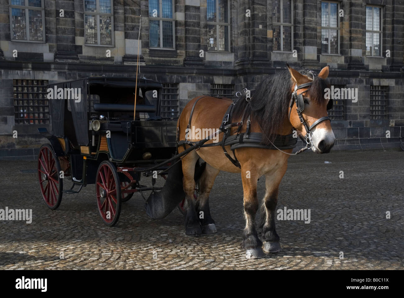 Amsterdam horse carriage hi-res stock photography and images - Alamy