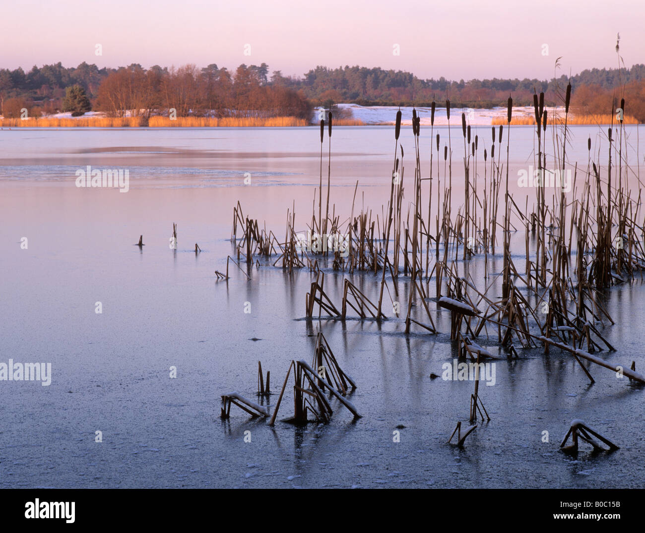 FROZEN FRENSHAM GREAT POND with marginal reeds Reedmace Typha latifolia ...