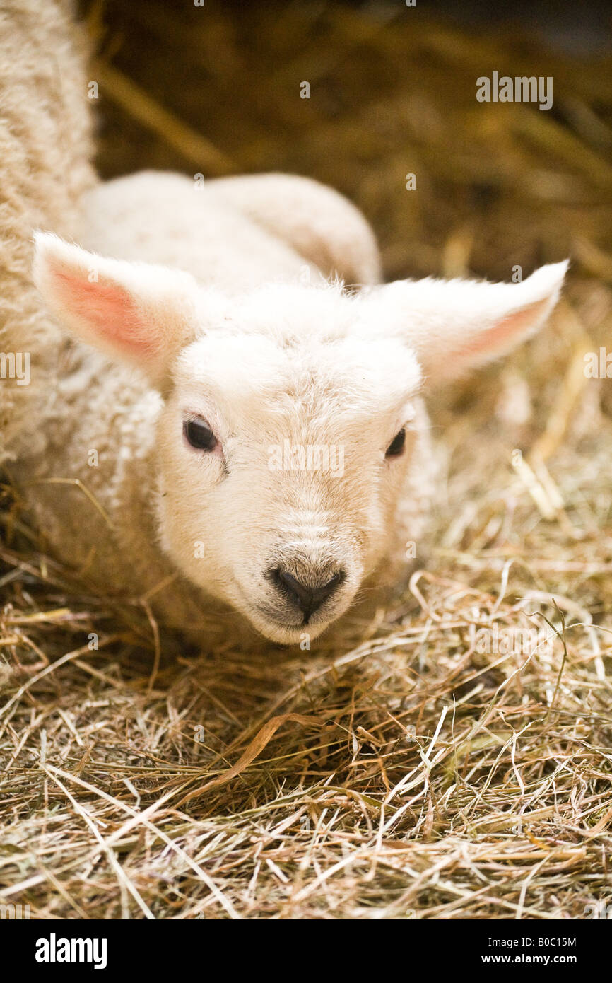 new born lambs on a farm in Surrey Stock Photo - Alamy