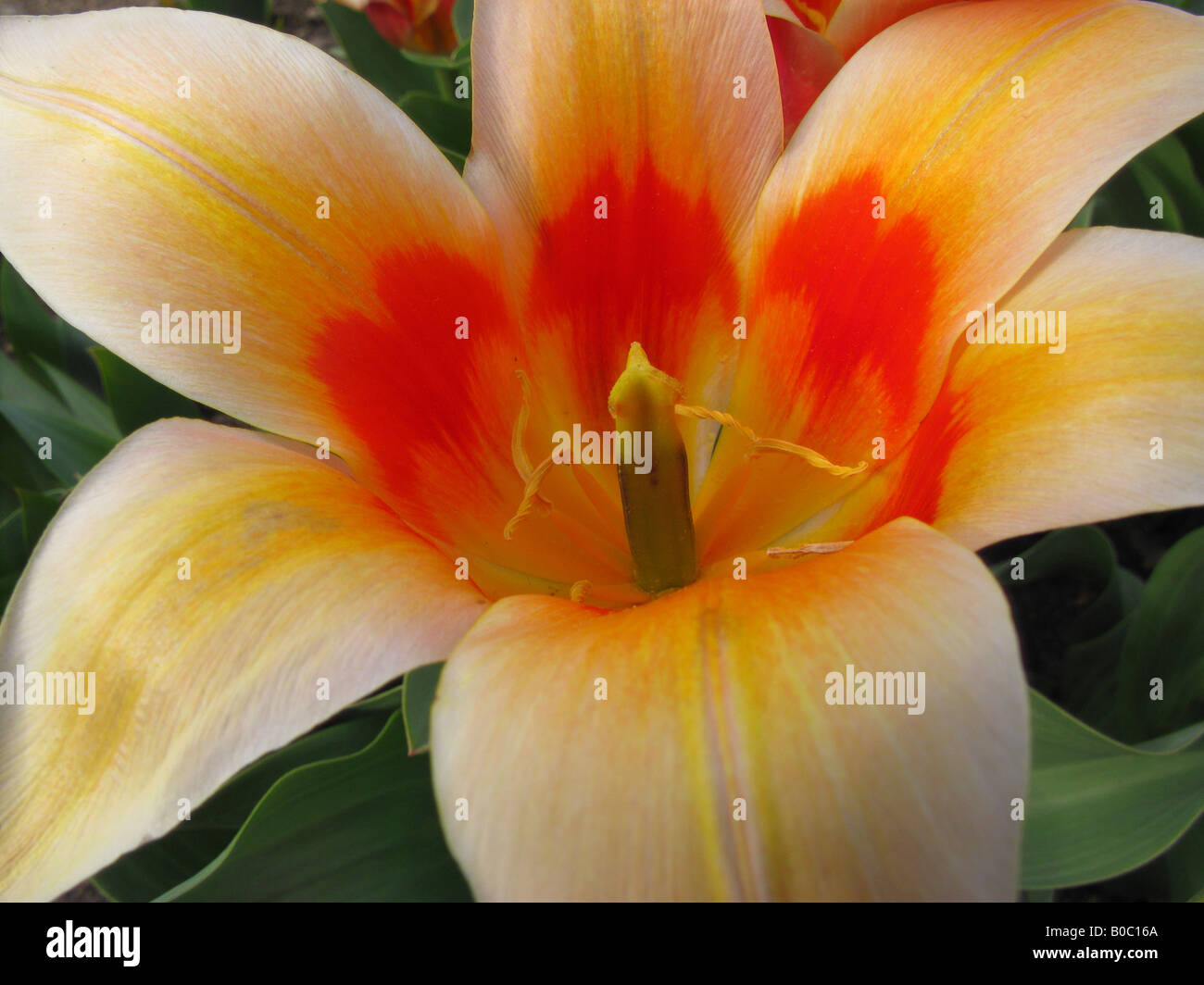 Tulip flower close up Stock Photo - Alamy