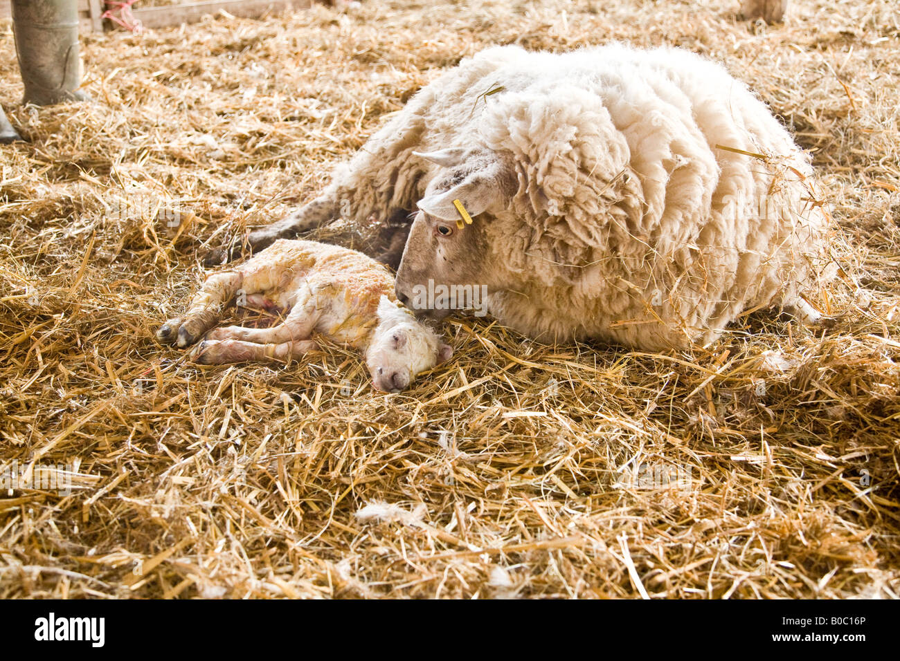 Female Sheep cleaning up her new born lamb only minutes old Stock Photo ...