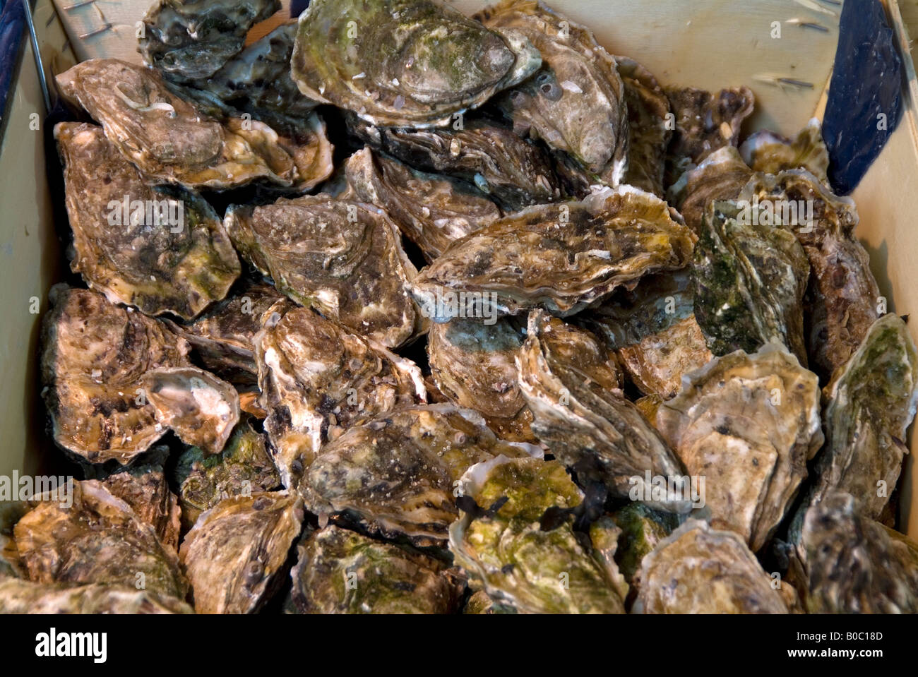 fresh oysters shell fish seafood sea food shellfish crustaceans Stock ...