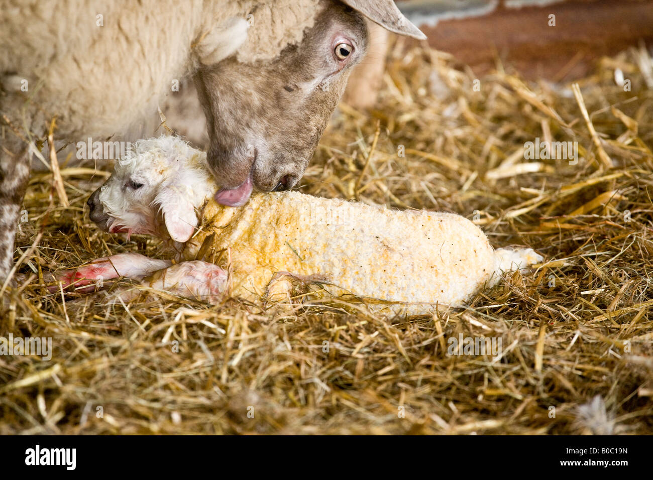 Female Sheep cleaning up her new born lamb only minutes old Stock Photo ...