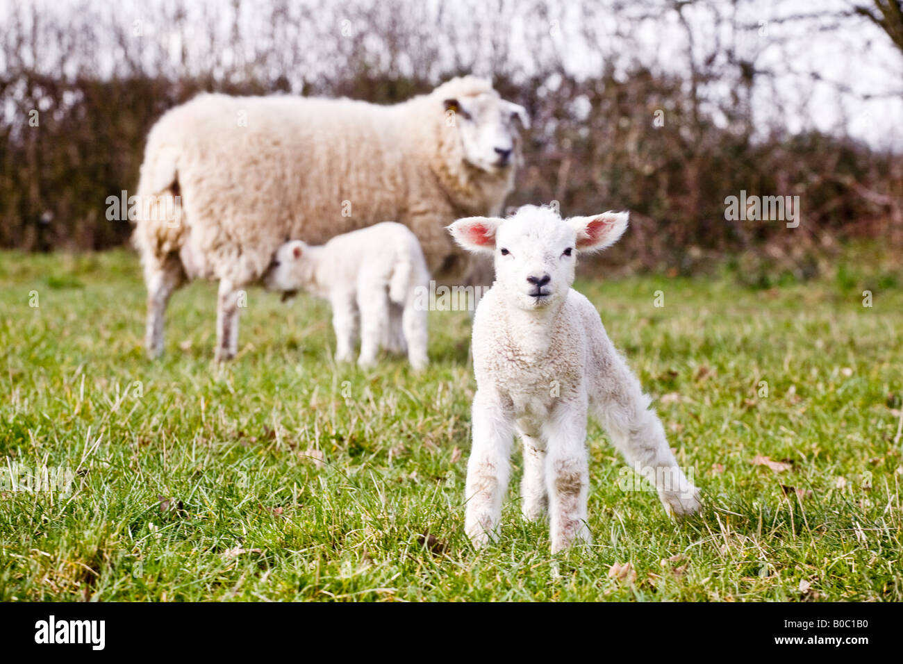 new born lambs on a farm in Surrey having fun out in the field Stock ...