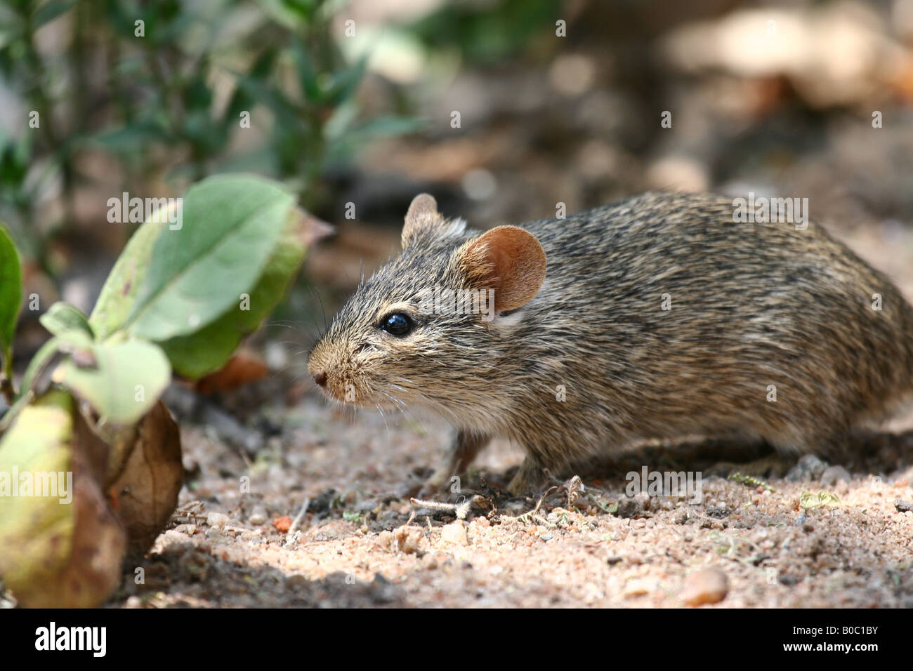 A mouse looking for food Stock Photo - Alamy