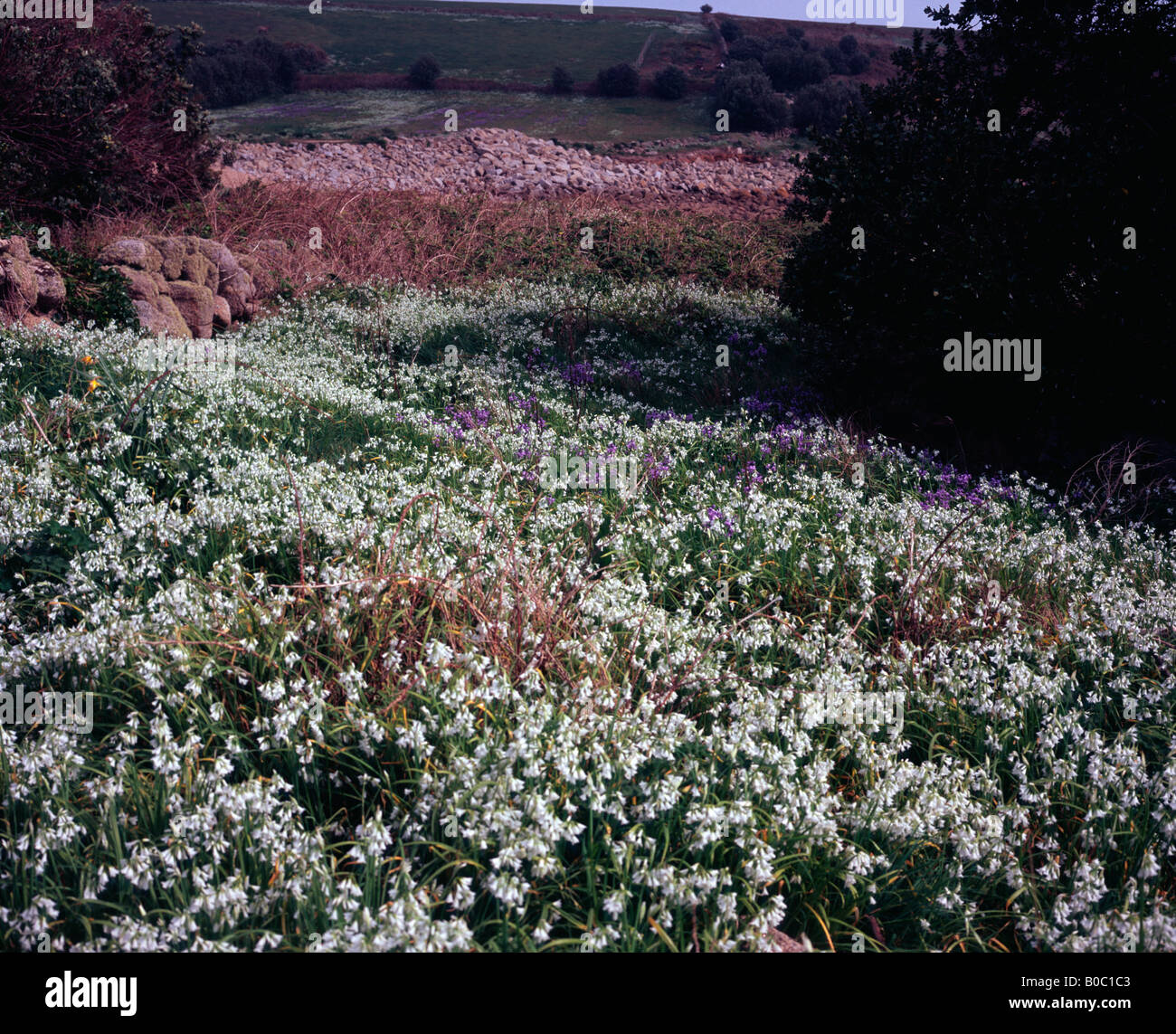Spring flowers - wild garlic on St Marys Isles of Scilly Cornwall UK ...