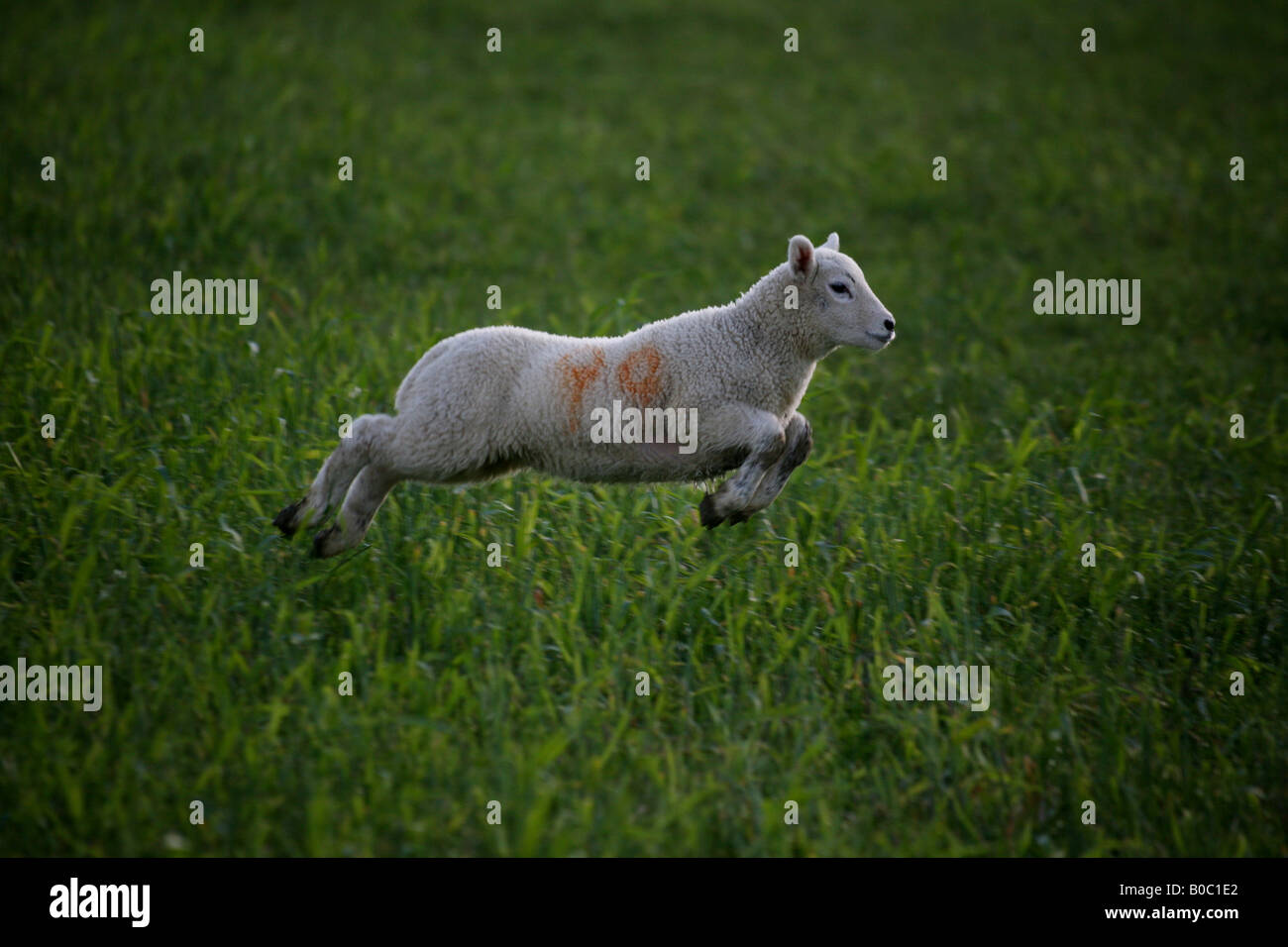 Baby lamb jumping hi-res stock photography and images - Alamy