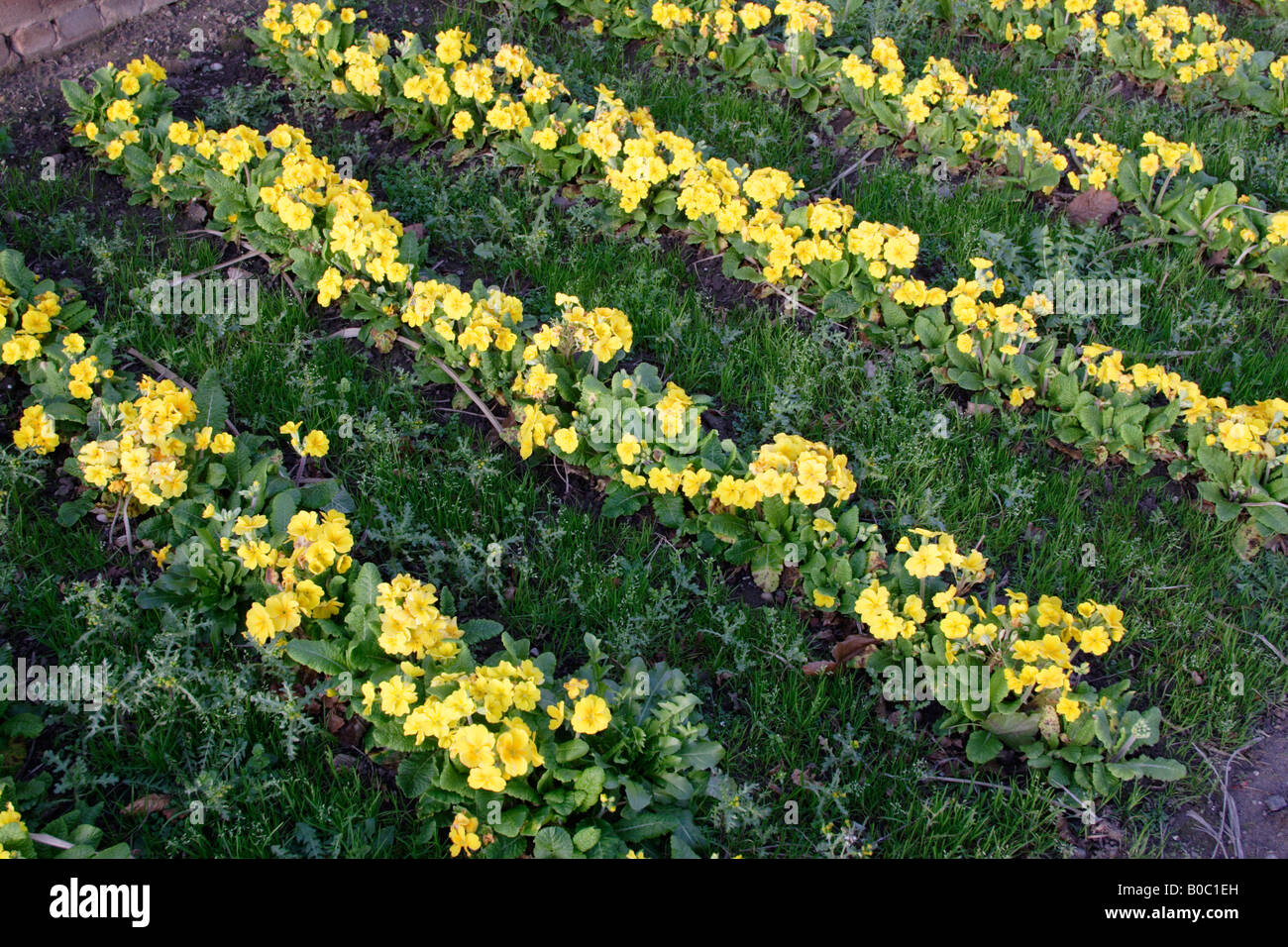 Yellow primroses Primula polyanthus in rows England UK Stock Photo - Alamy