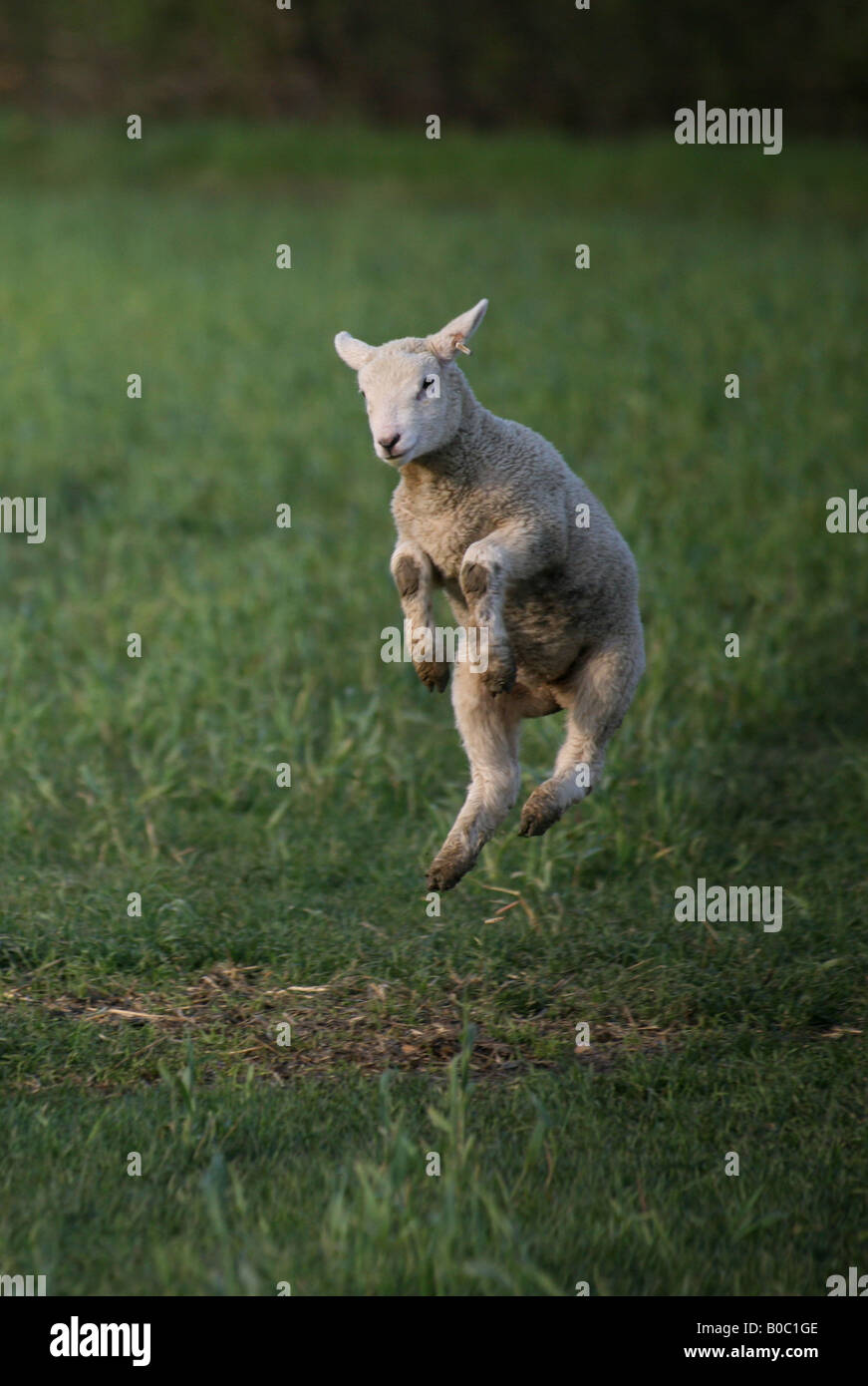 Leaping lamb hi-res stock photography and images - Alamy