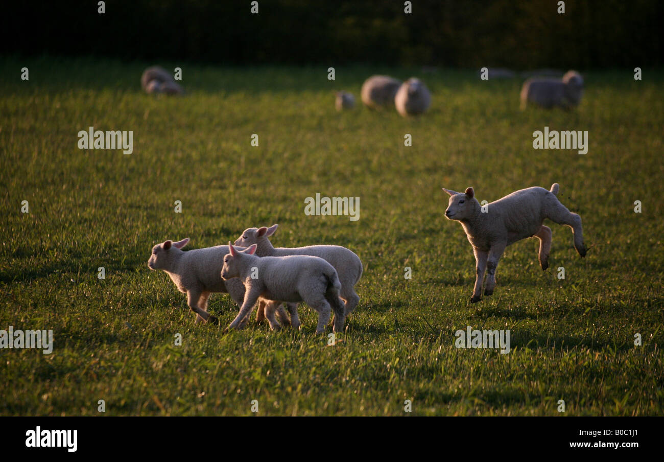 Baby lamb jumping hi-res stock photography and images - Alamy