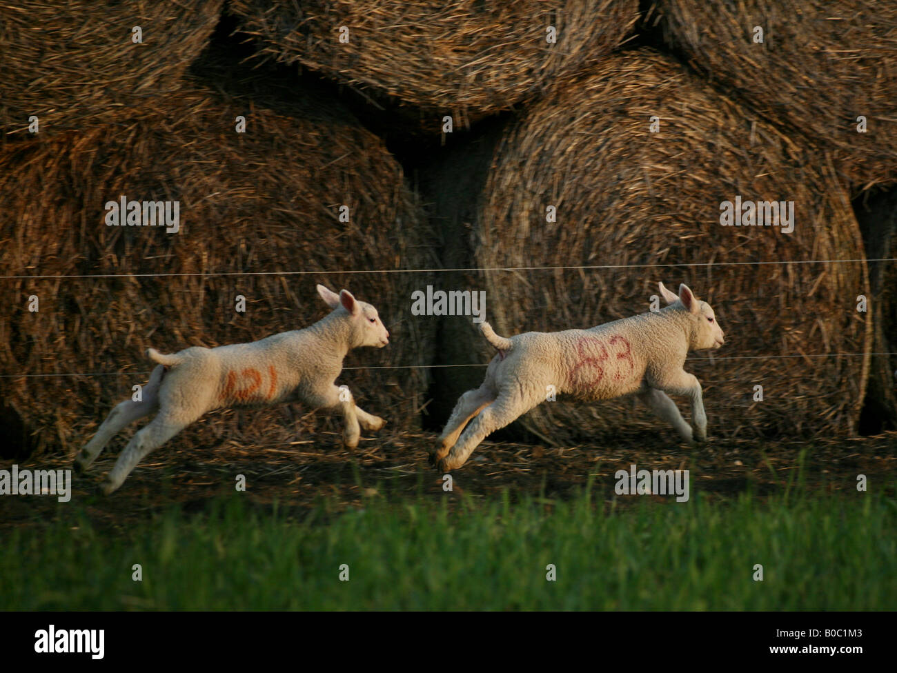 Two Lambs leaping at dusk in fields in Steeple Bumstead on the Essex ...