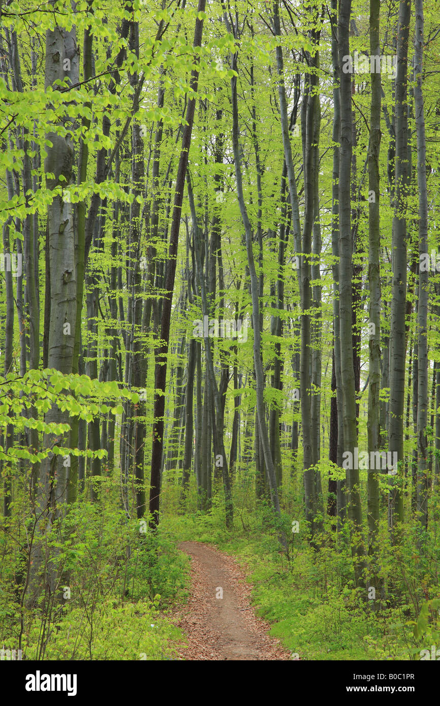 Beech trees in the spring.Fagus sylvatica Stock Photo - Alamy
