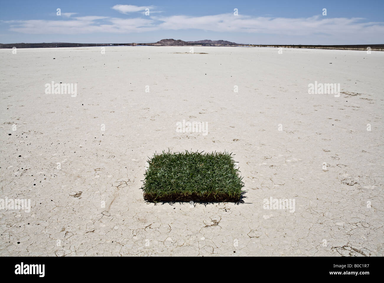 Patch of grass in the desert Stock Photo - Alamy