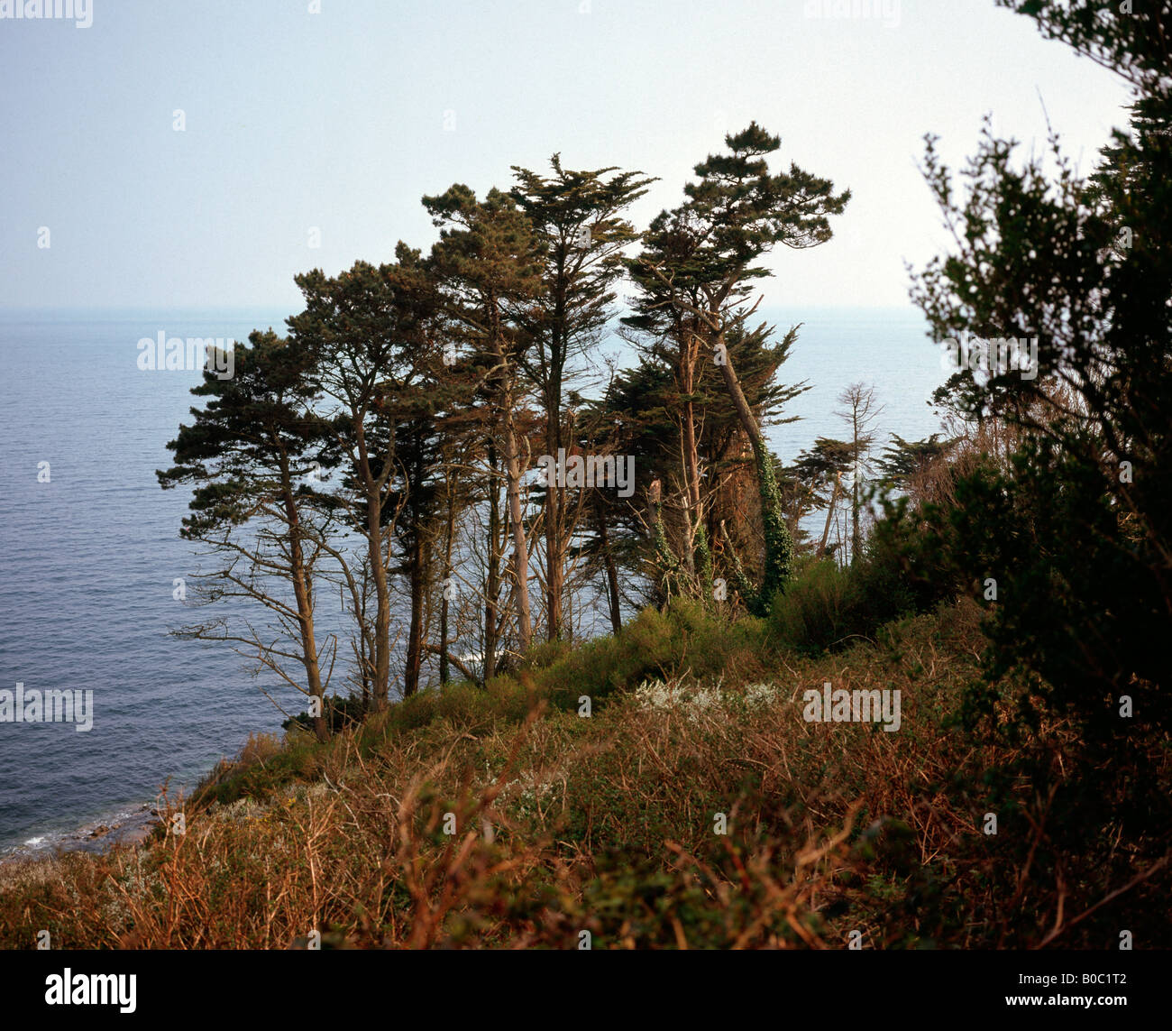 Conifer coastal hi-res stock photography and images - Alamy