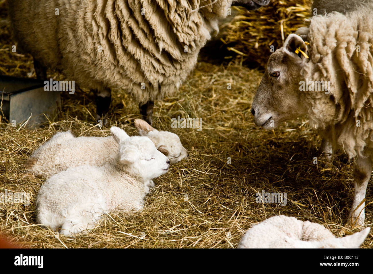 Sleeping lamb hi-res stock photography and images - Alamy
