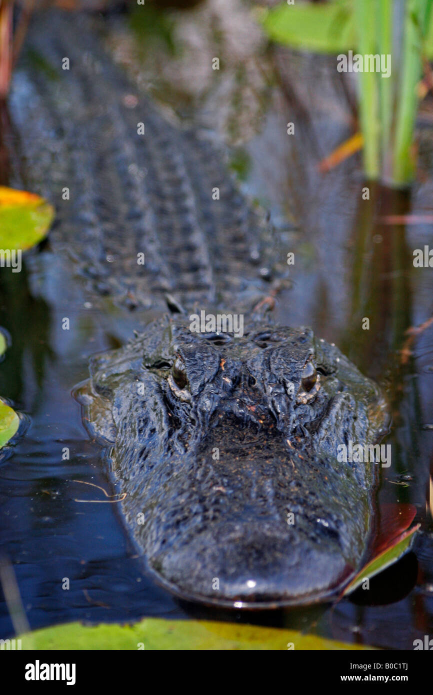 Alligator in the Okefenokee National Wildlife Refuge swamp Stock Photo ...