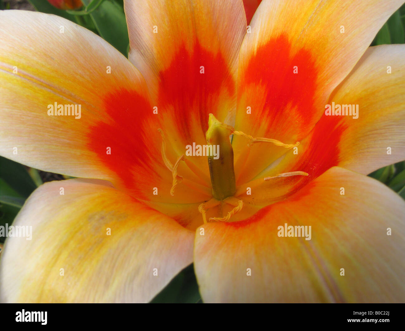 Tulip flower close up Stock Photo - Alamy