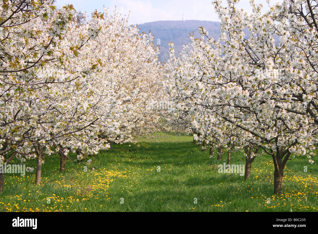 Cherry trees blooming Stock Photo - Alamy