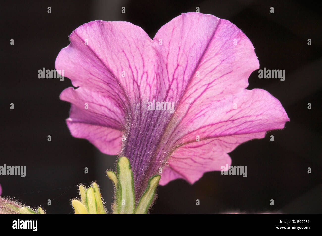 Blossom pink flower floral hi-res stock photography and images - Alamy