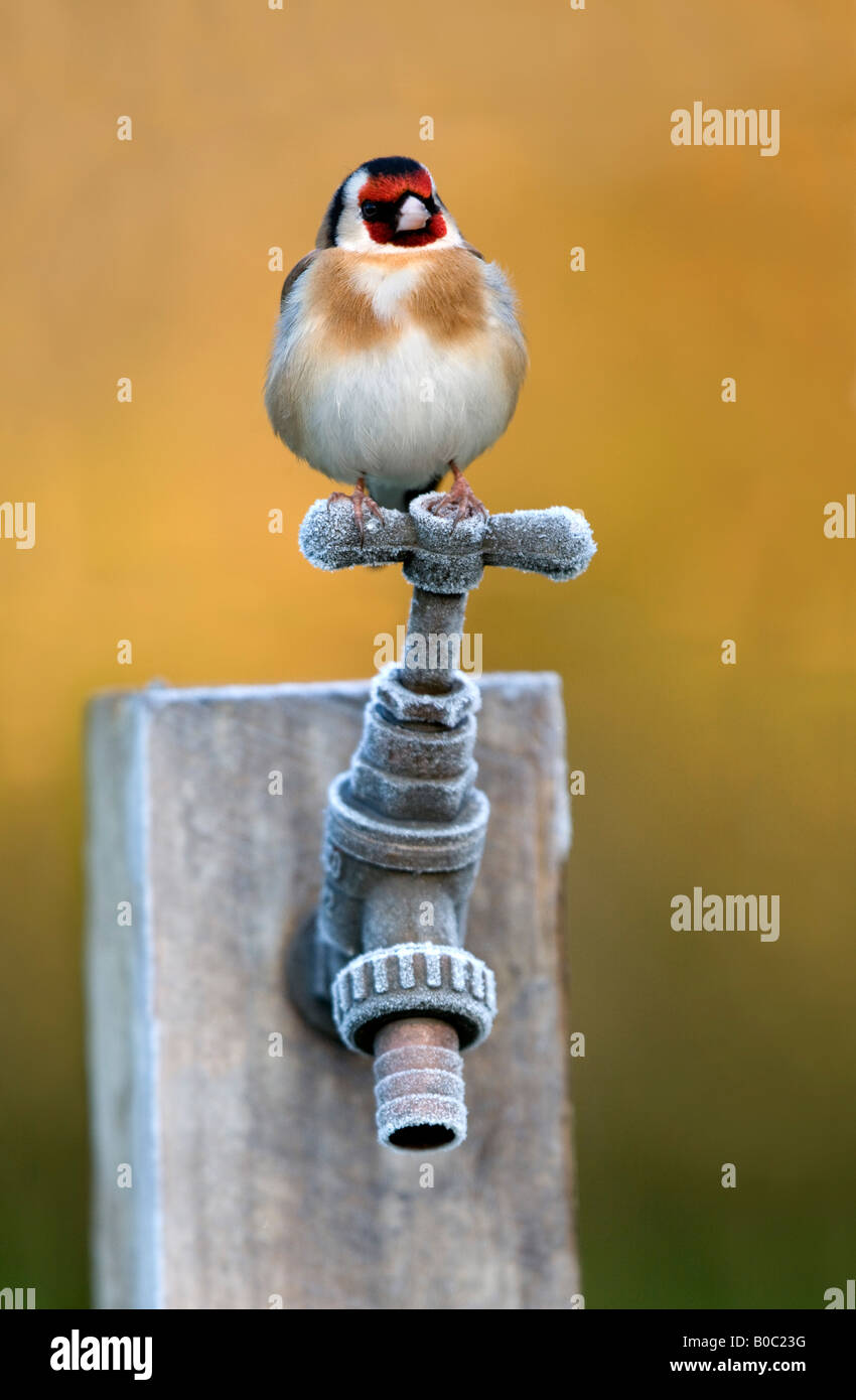 Bird on a tap hi-res stock photography and images - Alamy