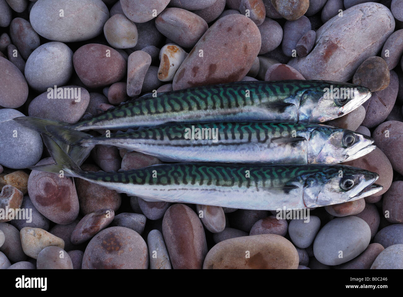 Freshly caught mackerel on a beach (Budleigh Salterton, Devon, UK Stock ...