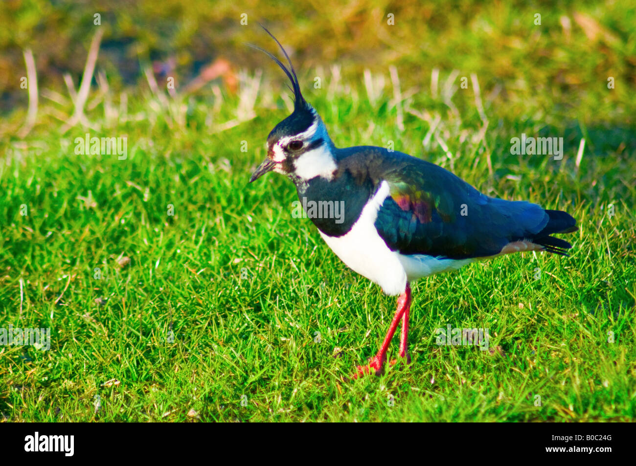 Lapwing single hi-res stock photography and images - Alamy