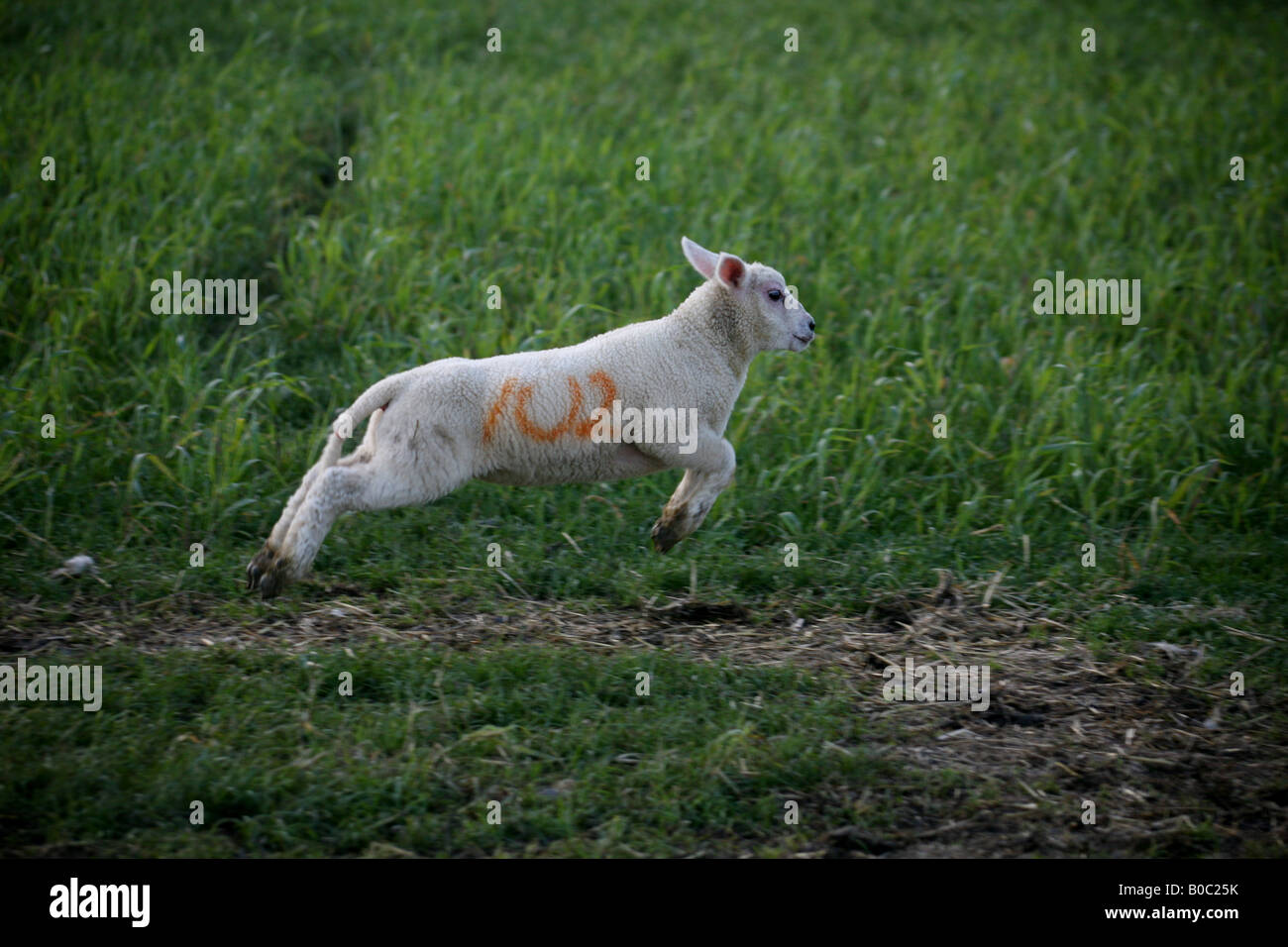 Baby lamb jumping hi-res stock photography and images - Alamy