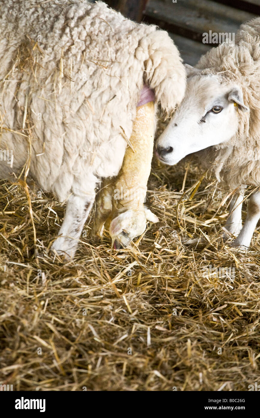 Lamb being born hi-res stock photography and images - Alamy