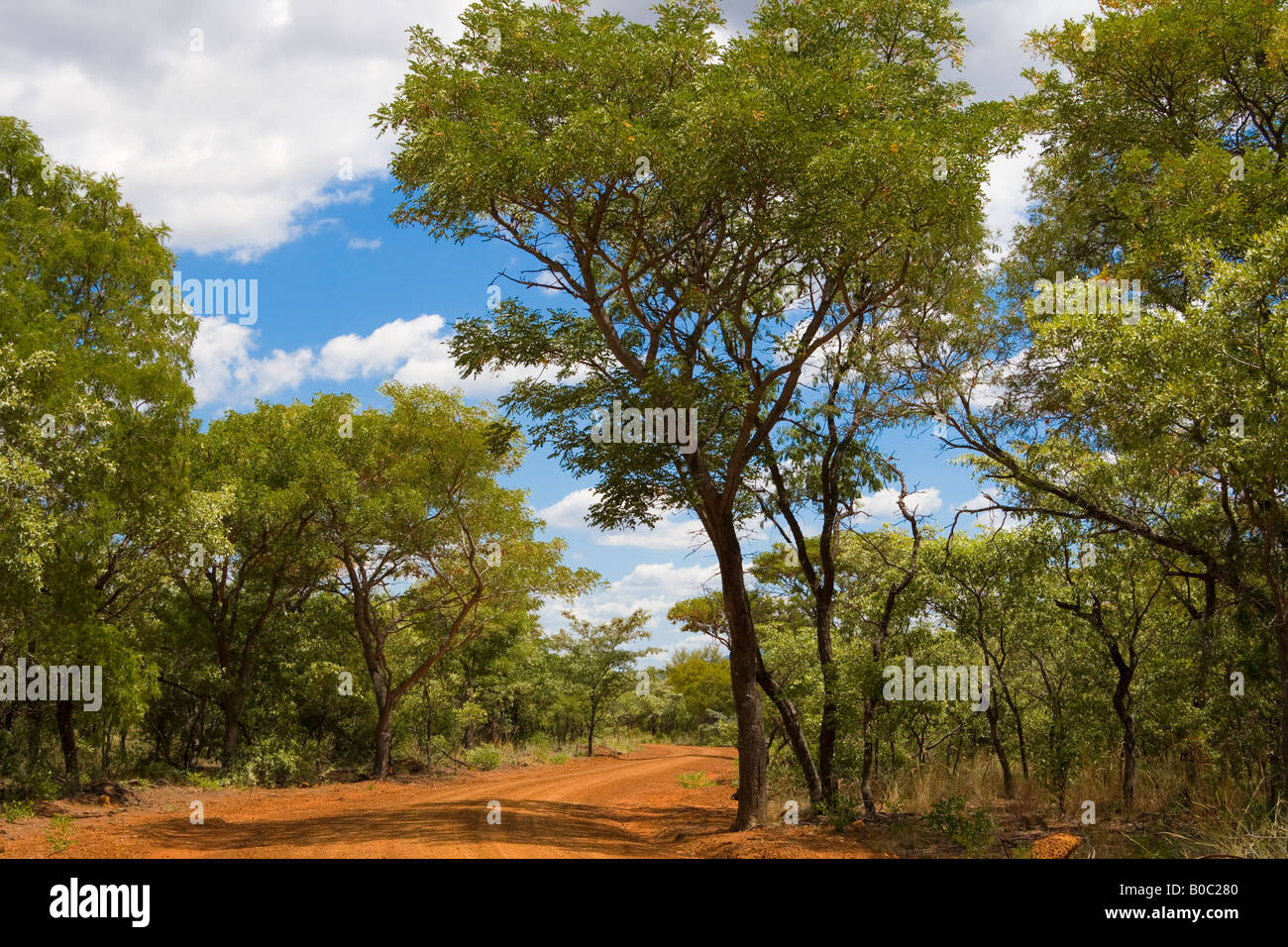 Road at Marakele National Park Stock Photo - Alamy
