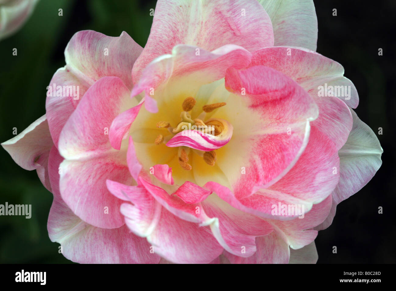 A Tulip in bloom Stock Photo - Alamy