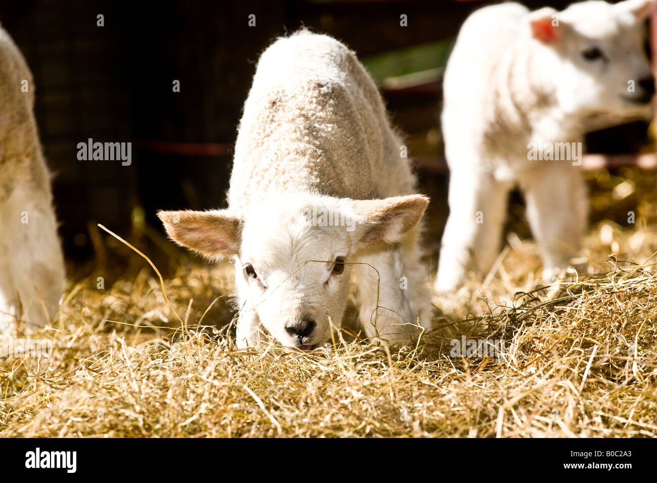Lamb being born hi-res stock photography and images - Alamy