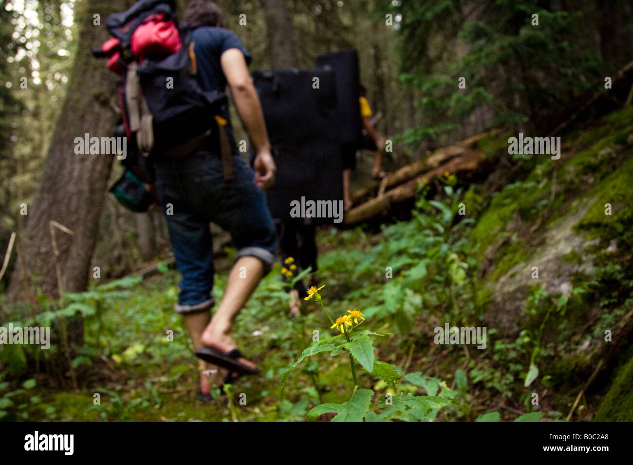 Boulderers hiking through a forest near Camp Dick Colorado Stock Photo ...