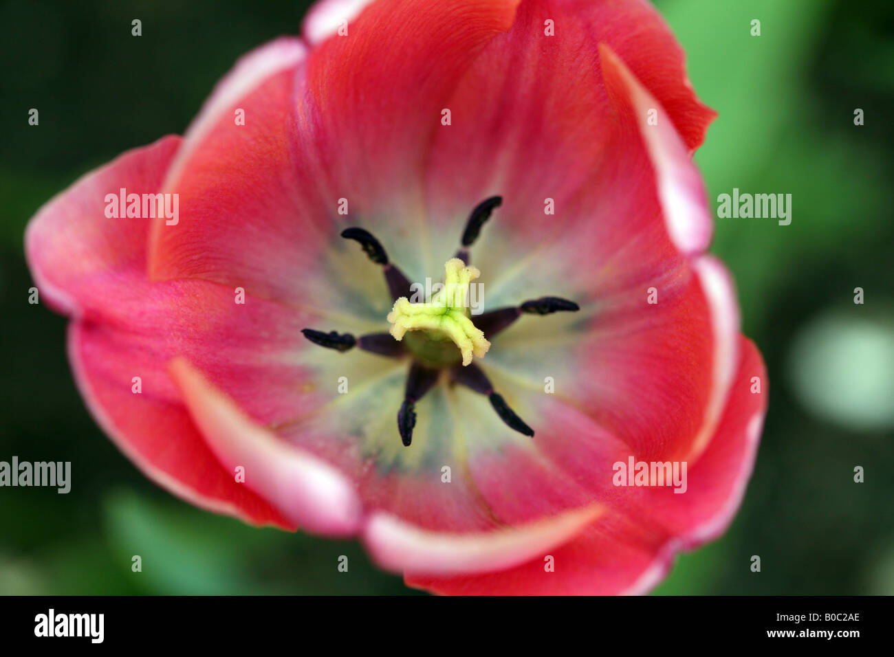 A Tulip in bloom Stock Photo - Alamy